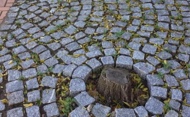 El PSOE pide que se repongan los árboles que faltan en Badajoz | Hoy El PSOE pide que se repongan los árboles que faltan en Badajoz | Hoy
