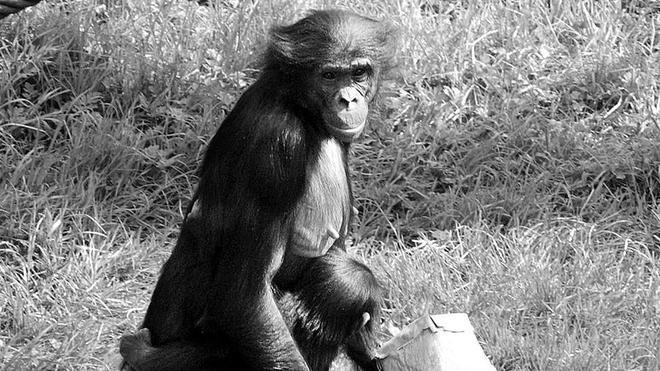 La mano humana ha cambiado menos que la del chimpancé en 6 millones de ...