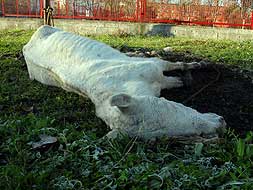 Retiran un burro muerto de las traseras del colegio Antonio Machado | Hoy