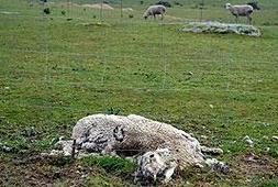 Aparecen decenas de ovejas muertas en Royanejos | Hoy
