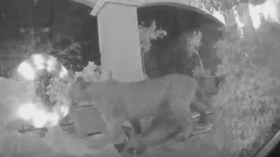 Soprenden a un animal atacando a otro | Hoy