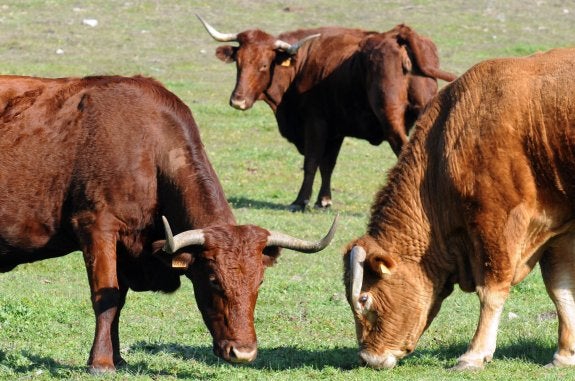 El retinto baja su censo pero sigue como segunda raza predominante | Hoy
